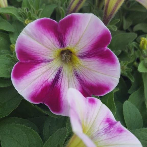 Petunia Petunia Raspberry Swirl from Hillcrest Nursery