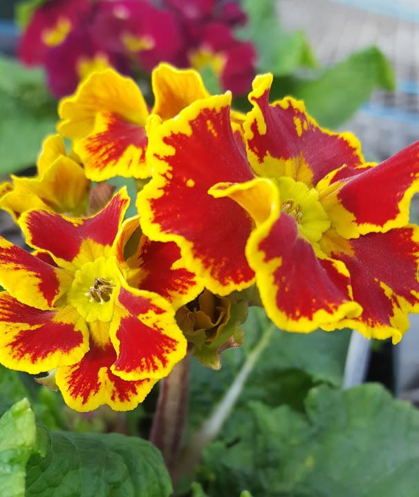 Primrose Primula polyantha Stieletto Series from Hillcrest Nursery