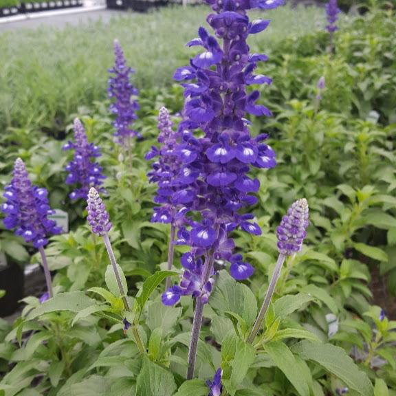 Salvia Midnight Candle Salvia Farinacea Midnight Candle From Hillcrest 