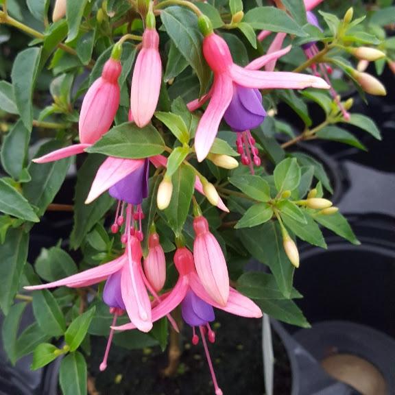 Fuchsia Tree Stand Up Red/Lilac Fuchsia Topiary from Hillcrest Nursery