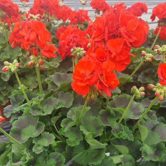 Geranium Moxie! Scarlet Pelargonium from Hillcrest Nursery