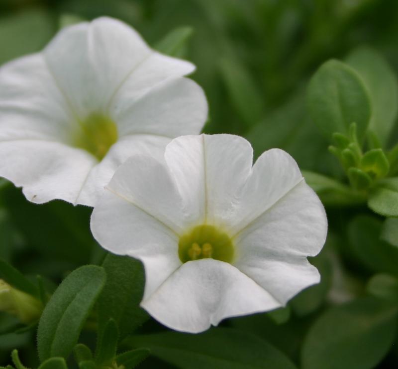 Calibrachoa Cabaret White Calibrachoa from Hillcrest Nursery