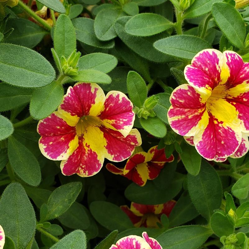 Calibrachoa Candy Shop Bouquet Calibrachoa from Hillcrest Nursery
