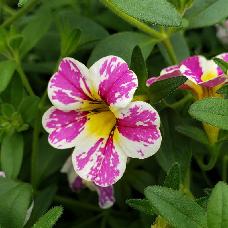 Calibrachoa Candy Shop Sweet Tart Calibrachoa from Hillcrest Nursery