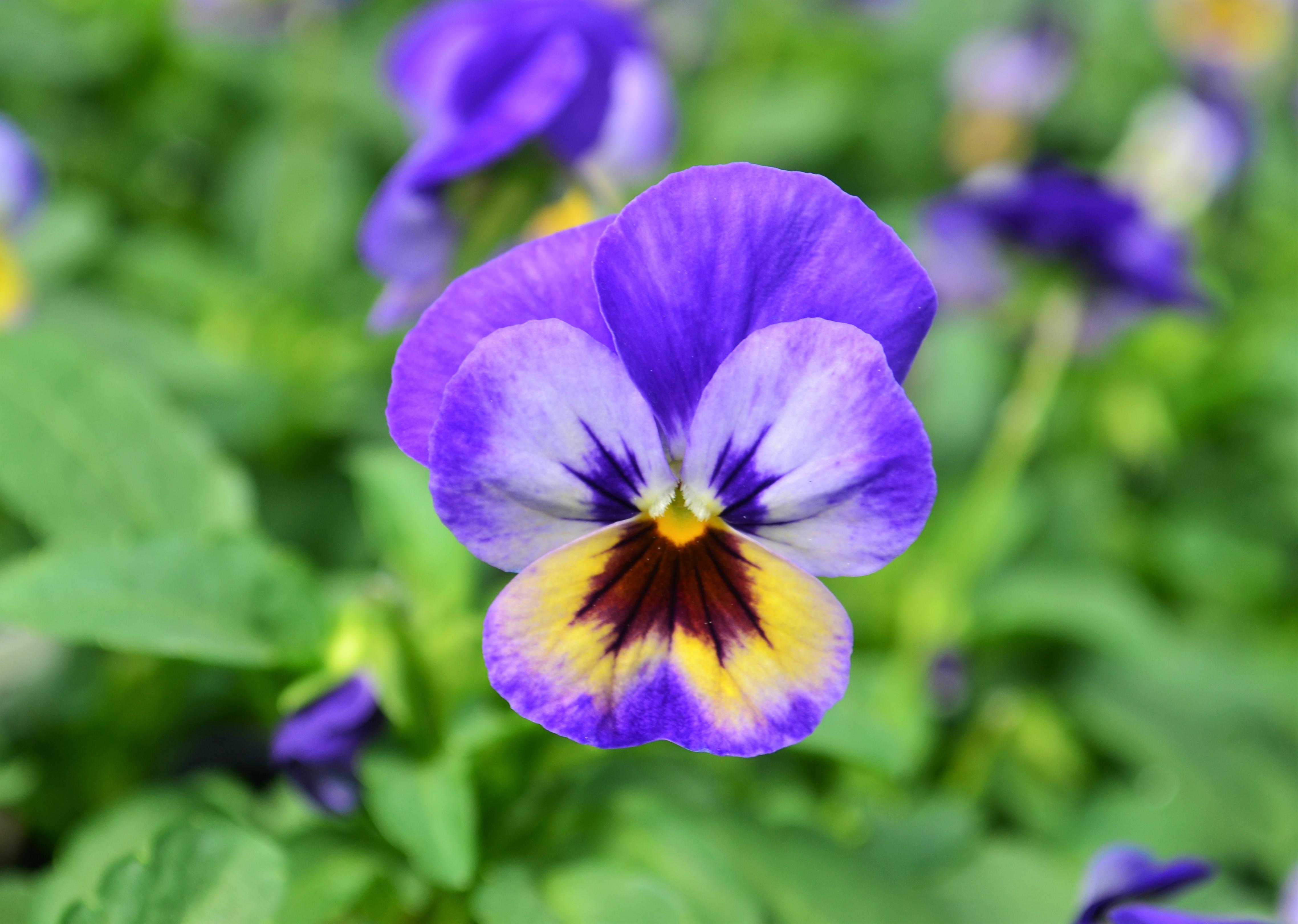 Viola Viola cornuta Violet Blue from Hillcrest Nursery