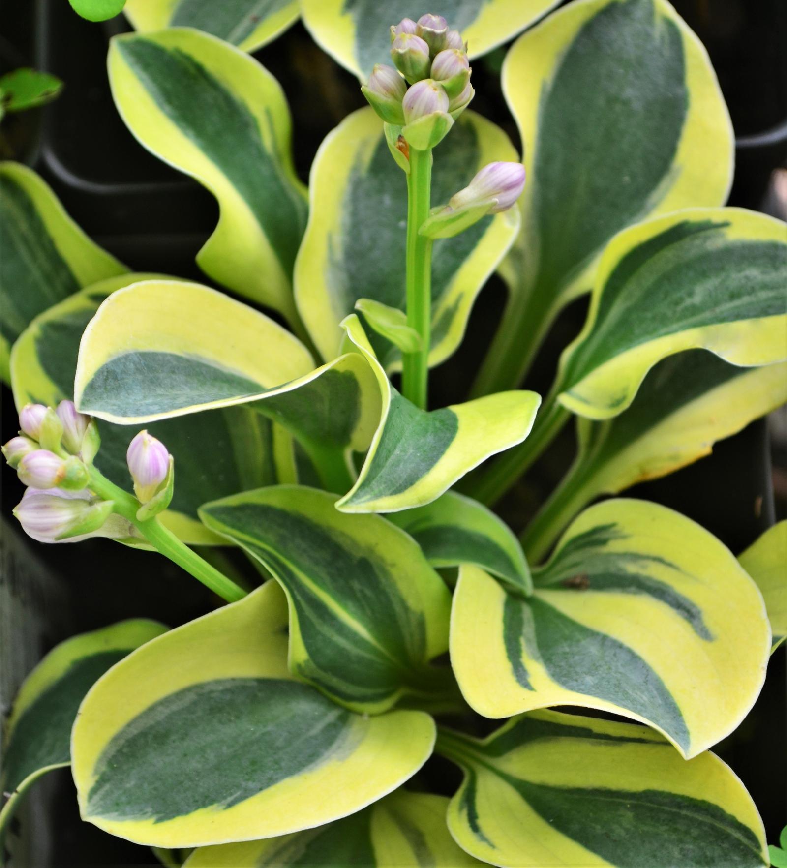 Hosta Mighty Mouse Hosta Mighty Mouse from Hillcrest Nursery