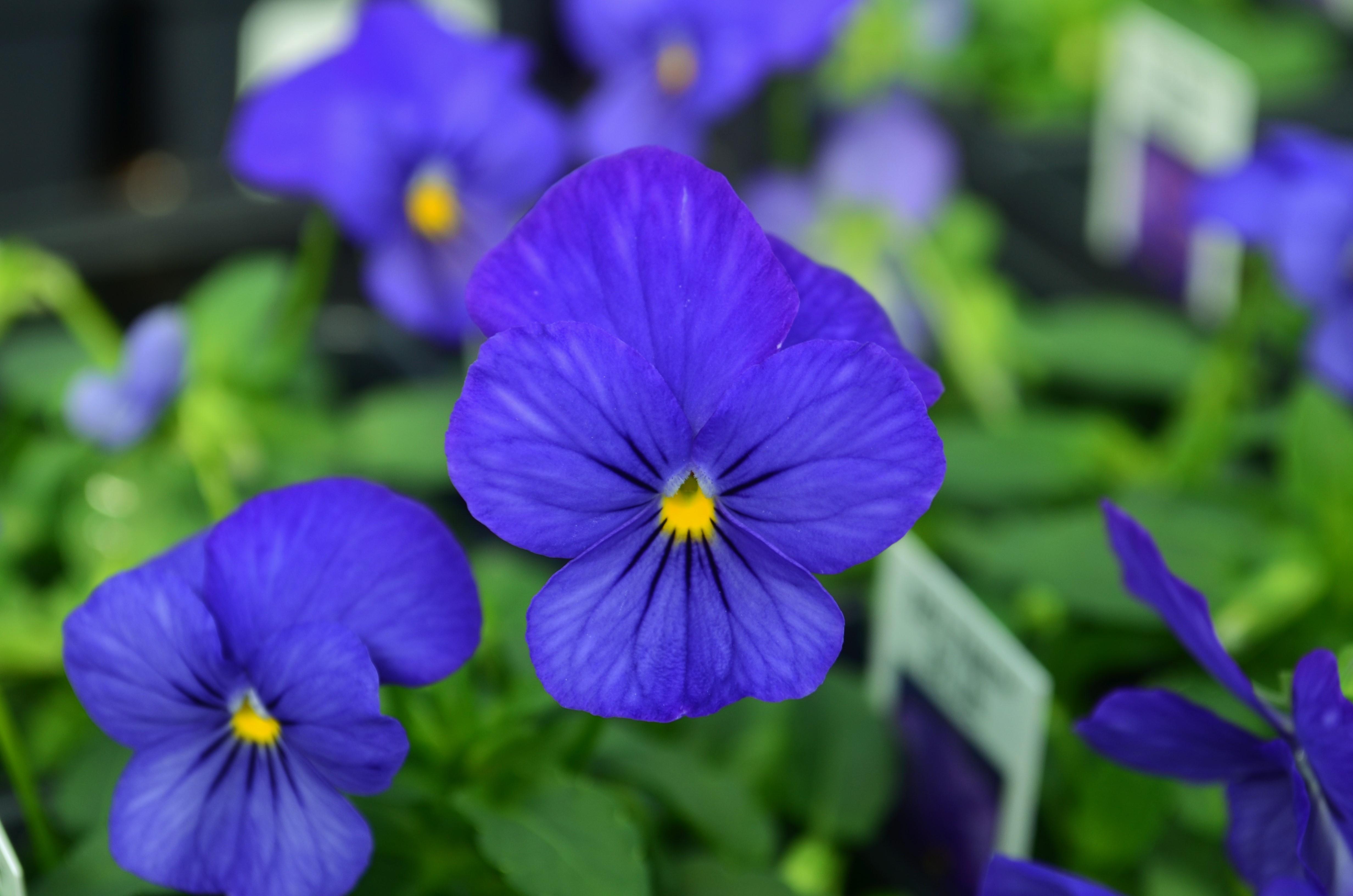 Viola Viola cornuta Blue from Hillcrest Nursery