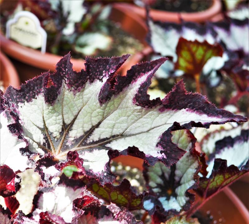 Begonia Rex Begonia rex Silver Point from Hillcrest Nursery