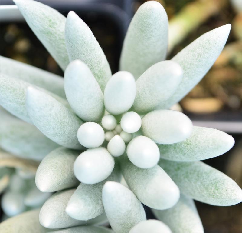 Senecio Haworthii