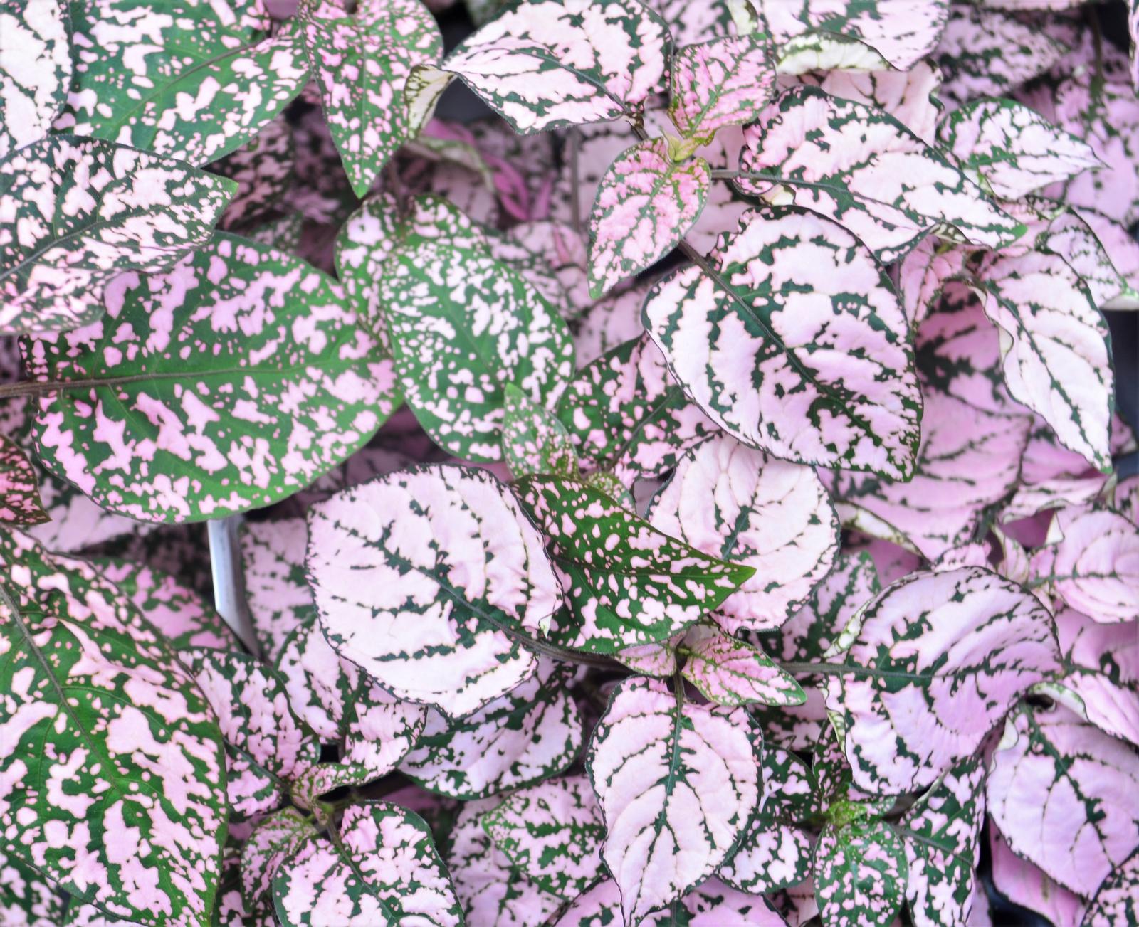 Hypoestes Hypoestes phyllostachya Pink from Hillcrest Nursery