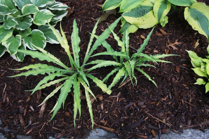Plantain Lily Hosta Curly Fries from Hillcrest Nursery Plantain Lily Hosta Curly Fries from Hillcrest Nursery