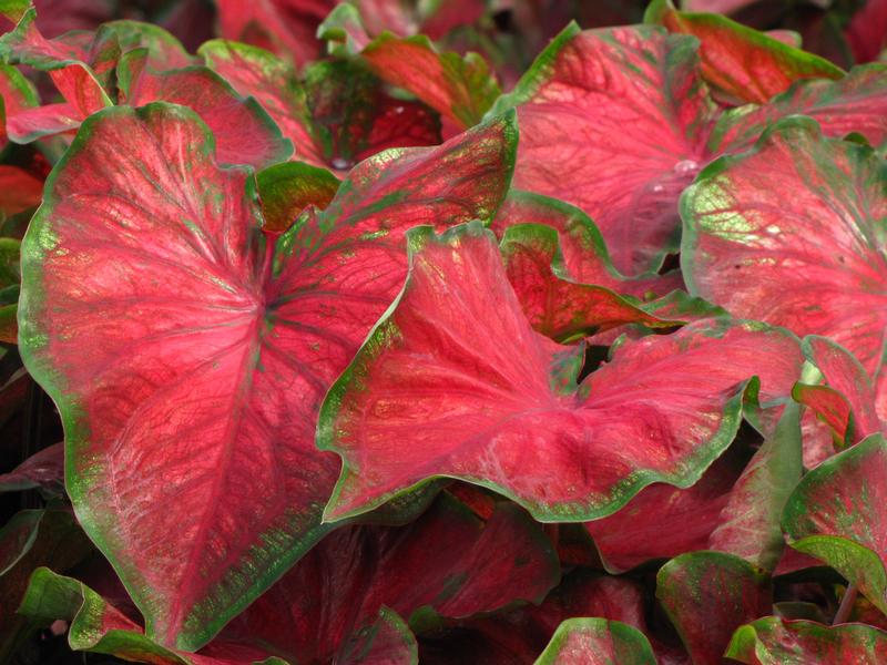 Caladium Red Glamour Caladium Red Glamour from Hillcrest Nursery