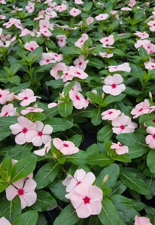 Vinca Cora Apricot Catharanthus roseus from Hillcrest Nursery