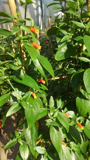 Manettia Candy Corn Vine Manettia Inflata Candy Corn From Hillcrest Nursery