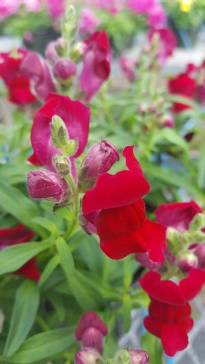 Snapdragon Snapshot Red Antirrhinum majus from Hillcrest Nursery