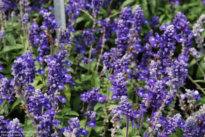 Salvia Midnight Candle Salvia Farinacea Midnight Candle From Hillcrest