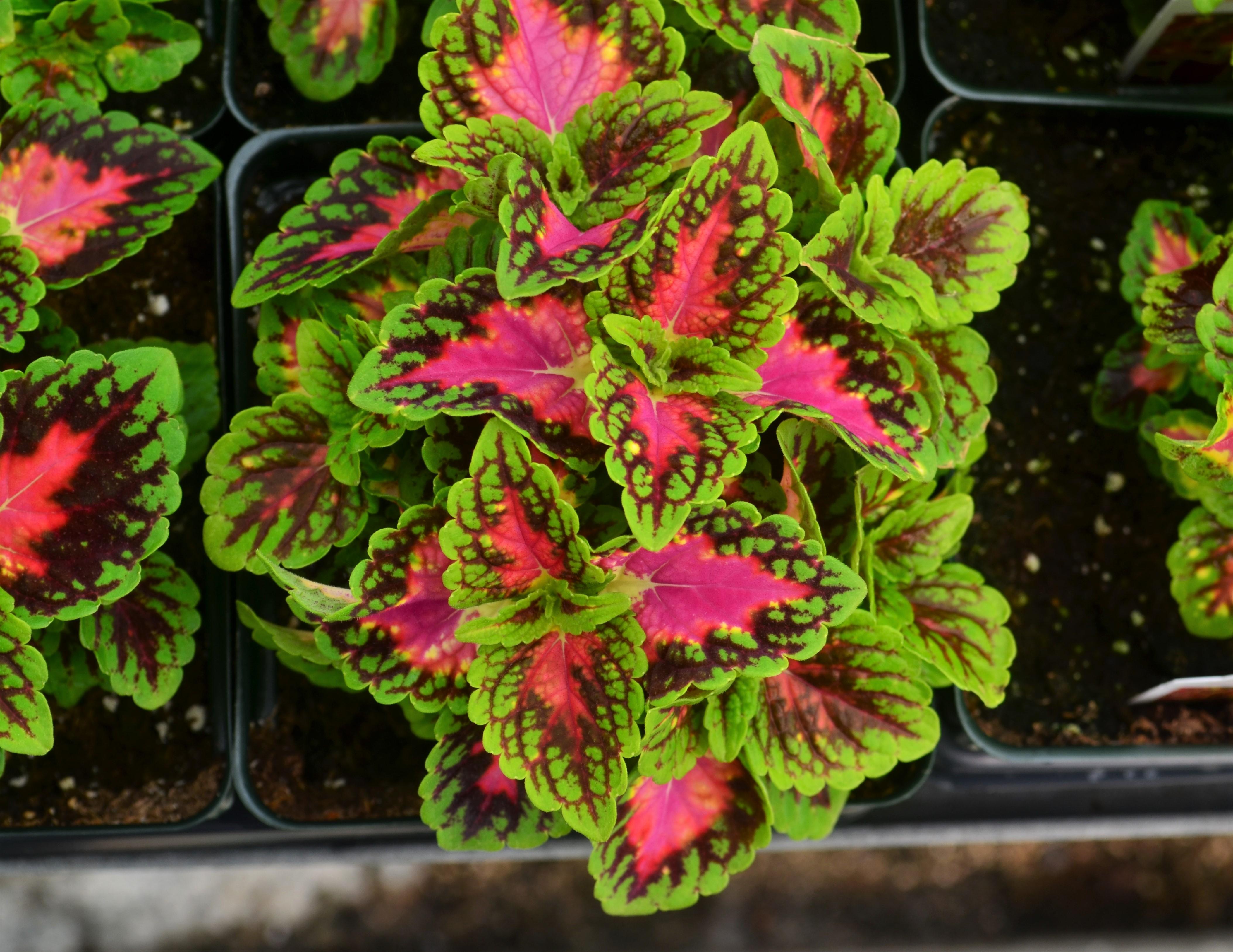 Coleus Solenostemon scutellarioides Eruption from Hillcrest Nursery