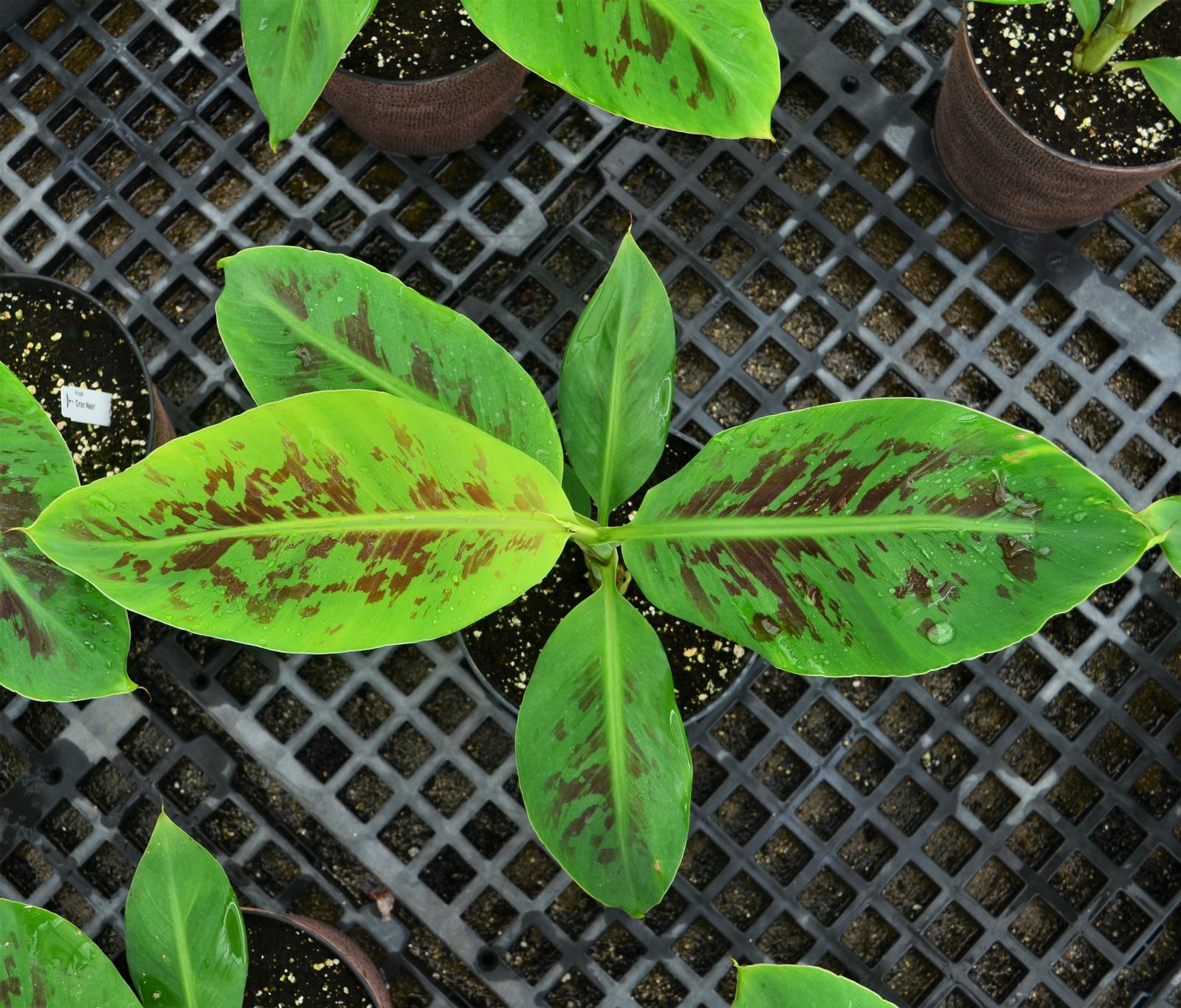 Grand Nain Banana (Gran Naine) - Musa acuminata