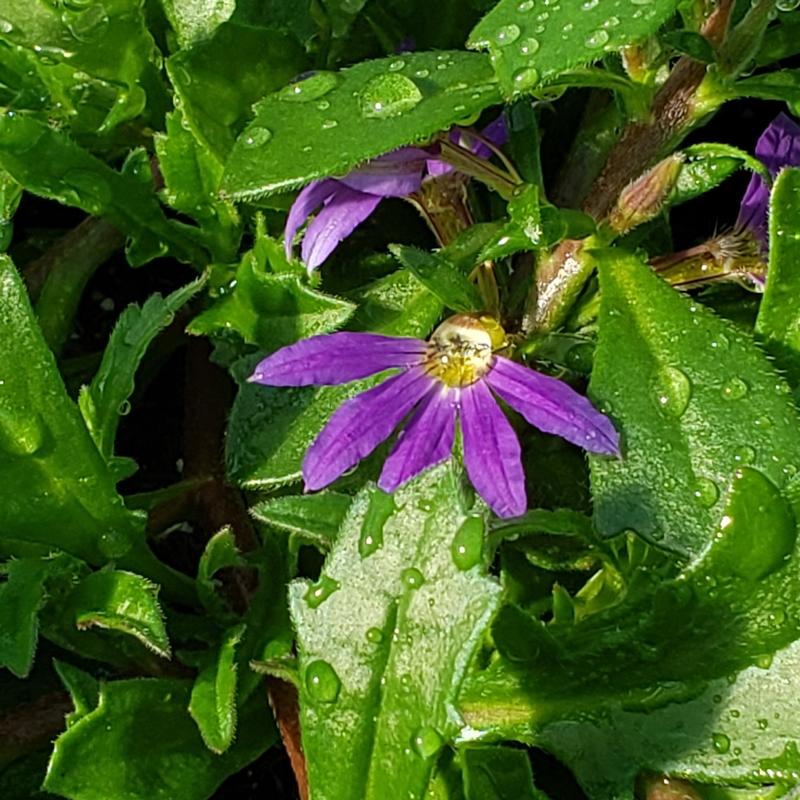 Fan Flower Scaevola Blue Violet from Hillcrest Nursery