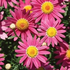 Argyranthemum frutescens