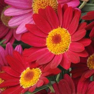 Argyranthemum frutescens