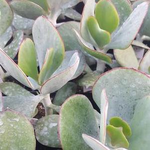 Succulents from Hillcrest Nursery