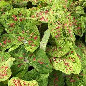 Annuals from Hillcrest Nursery